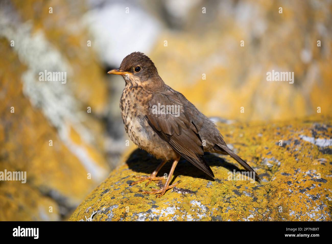 An Austral Thrush, Turdus Falcklandii Falcklandii, otherwise known as a ...