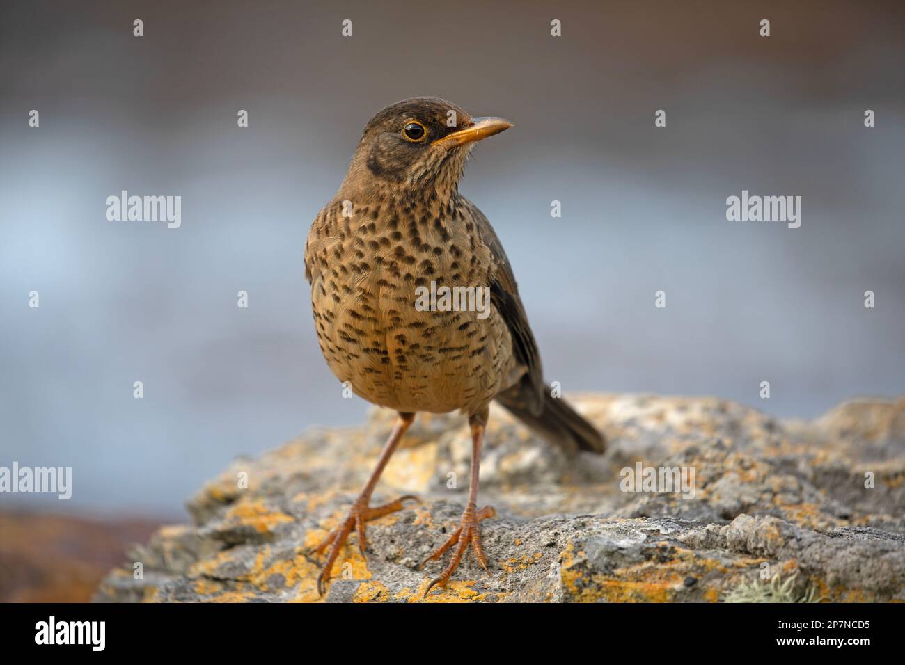 An Austral Thrush, Turdus Falcklandii Falcklandii, otherwise known as a Falklands Thrush Stock ...