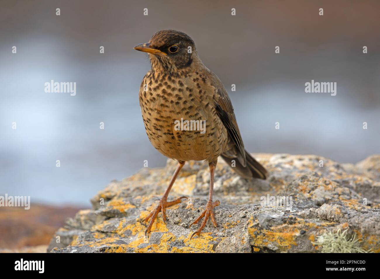 An Austral Thrush, Turdus Falcklandii Falcklandii, otherwise known as a ...