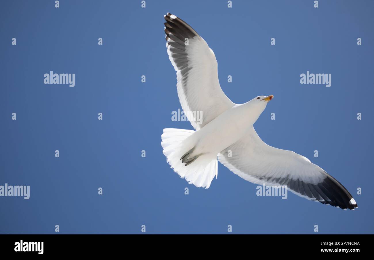 A Kelp Gull, Larus Dominicanus, in flight on The Falkland Islands Stock ...
