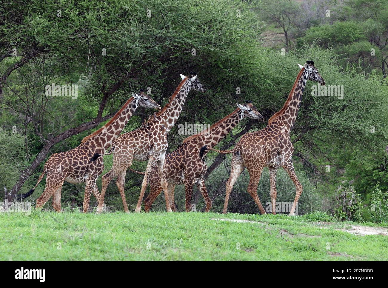 Four giraffes in Tarangire National Park Stock Photo - Alamy