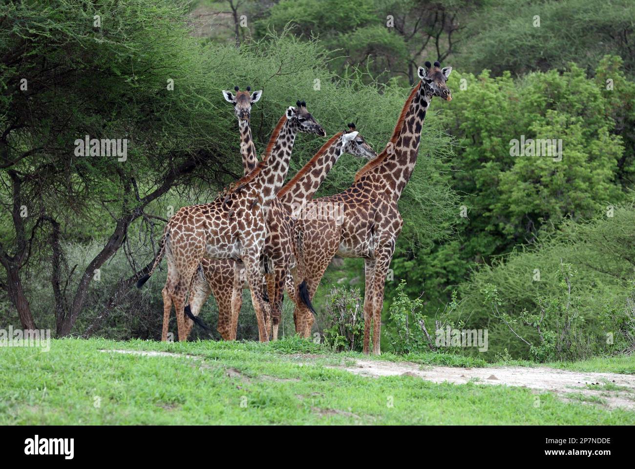 Four giraffes hi-res stock photography and images - Alamy