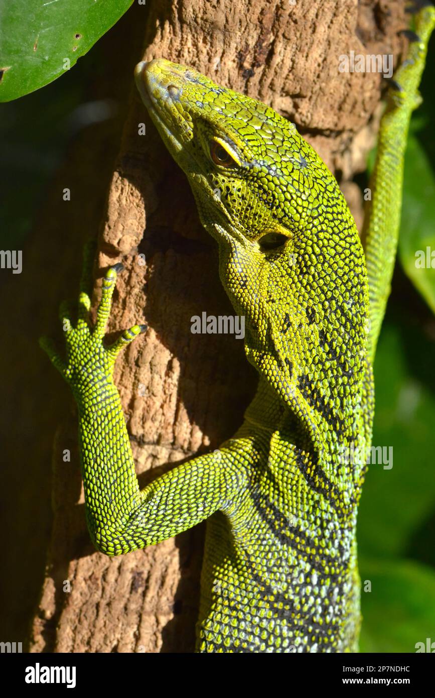 Above monitor hi-res stock photography and images - Alamy