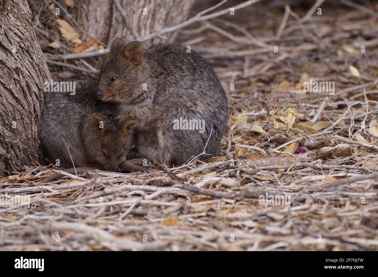 Quokka Sleeping
