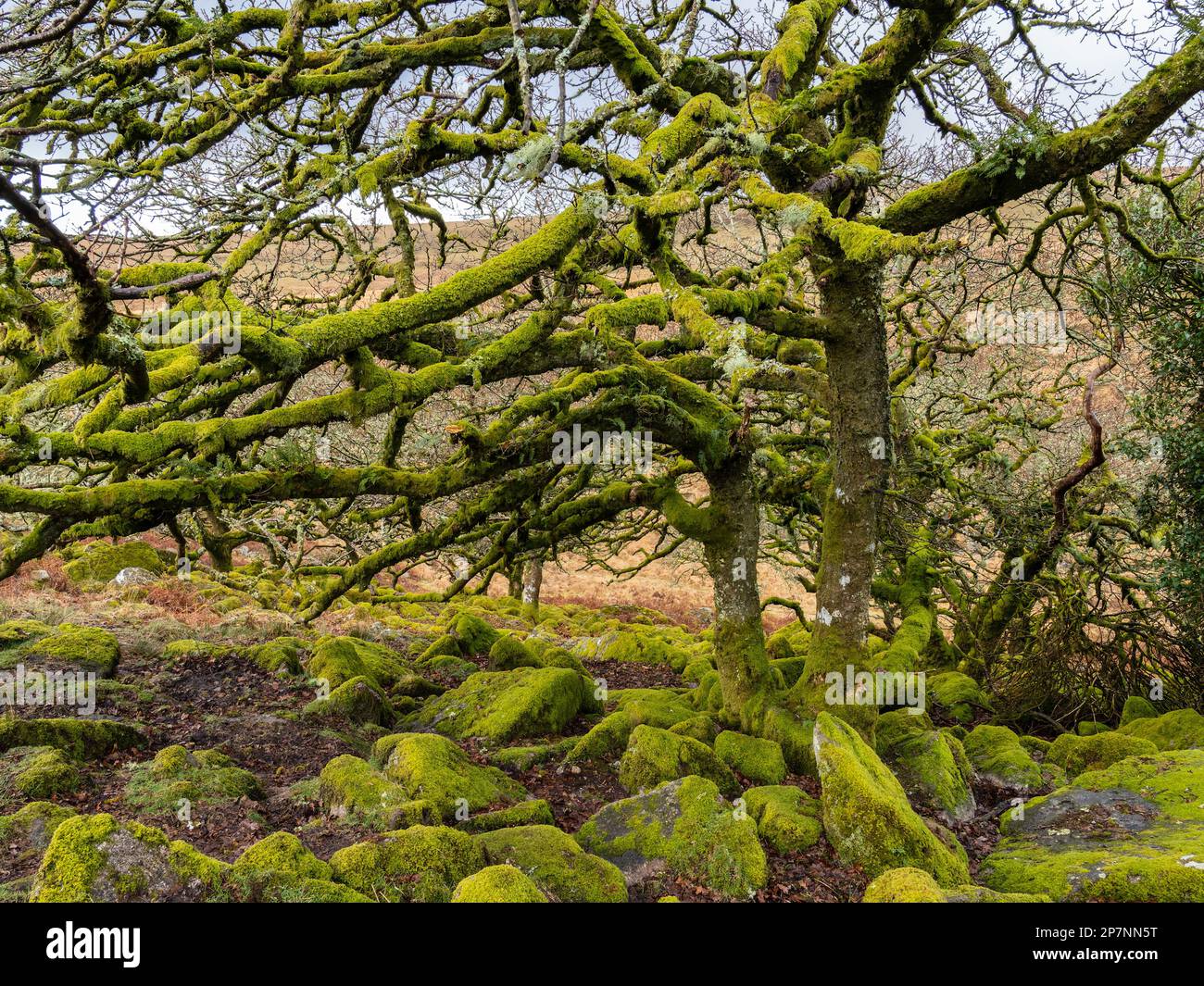 Wistman's Wood, which is a high altitude oak woodland in the Dartmoor ...