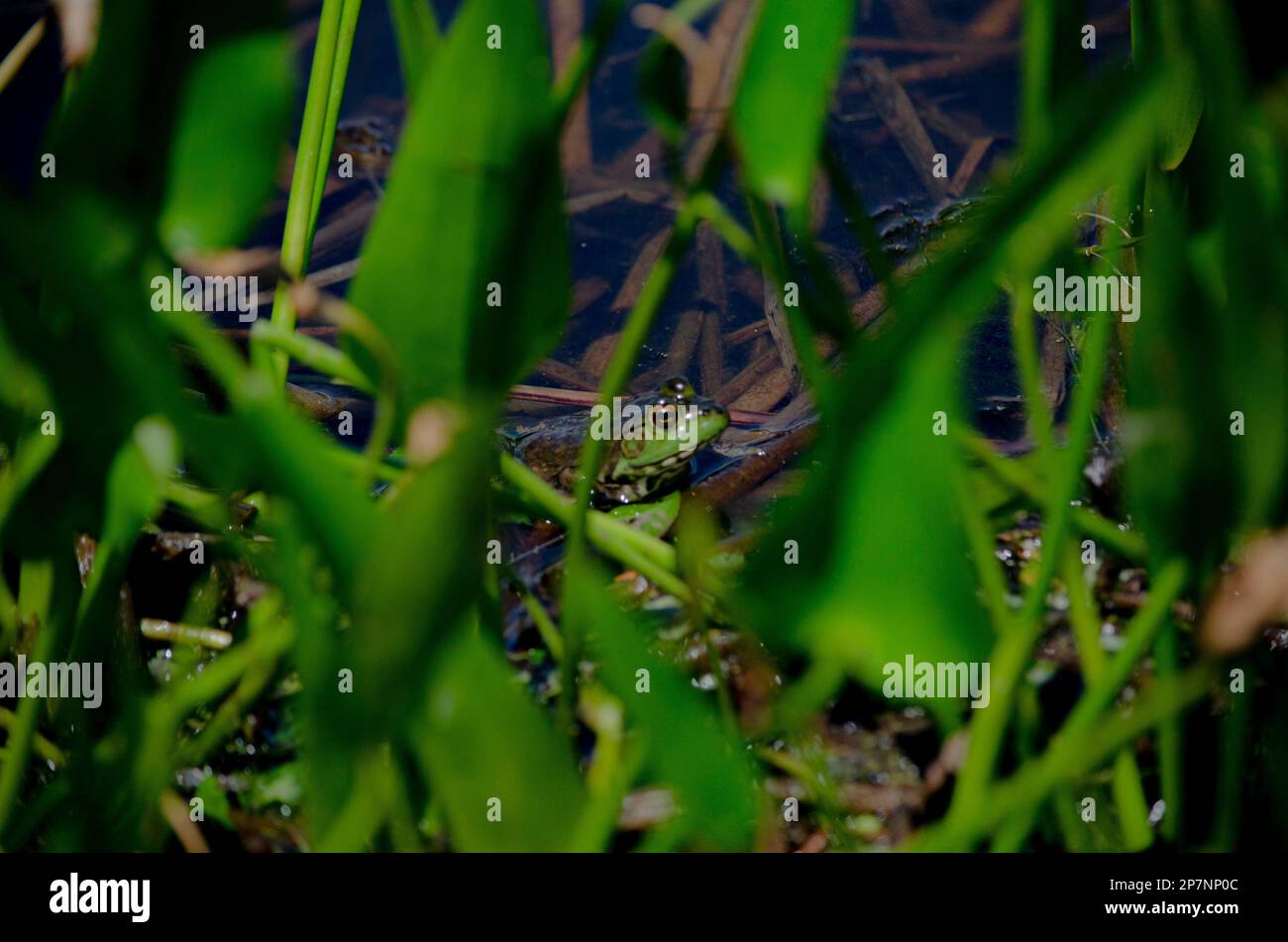 Plant hiding a frog hi-res stock photography and images - Alamy
