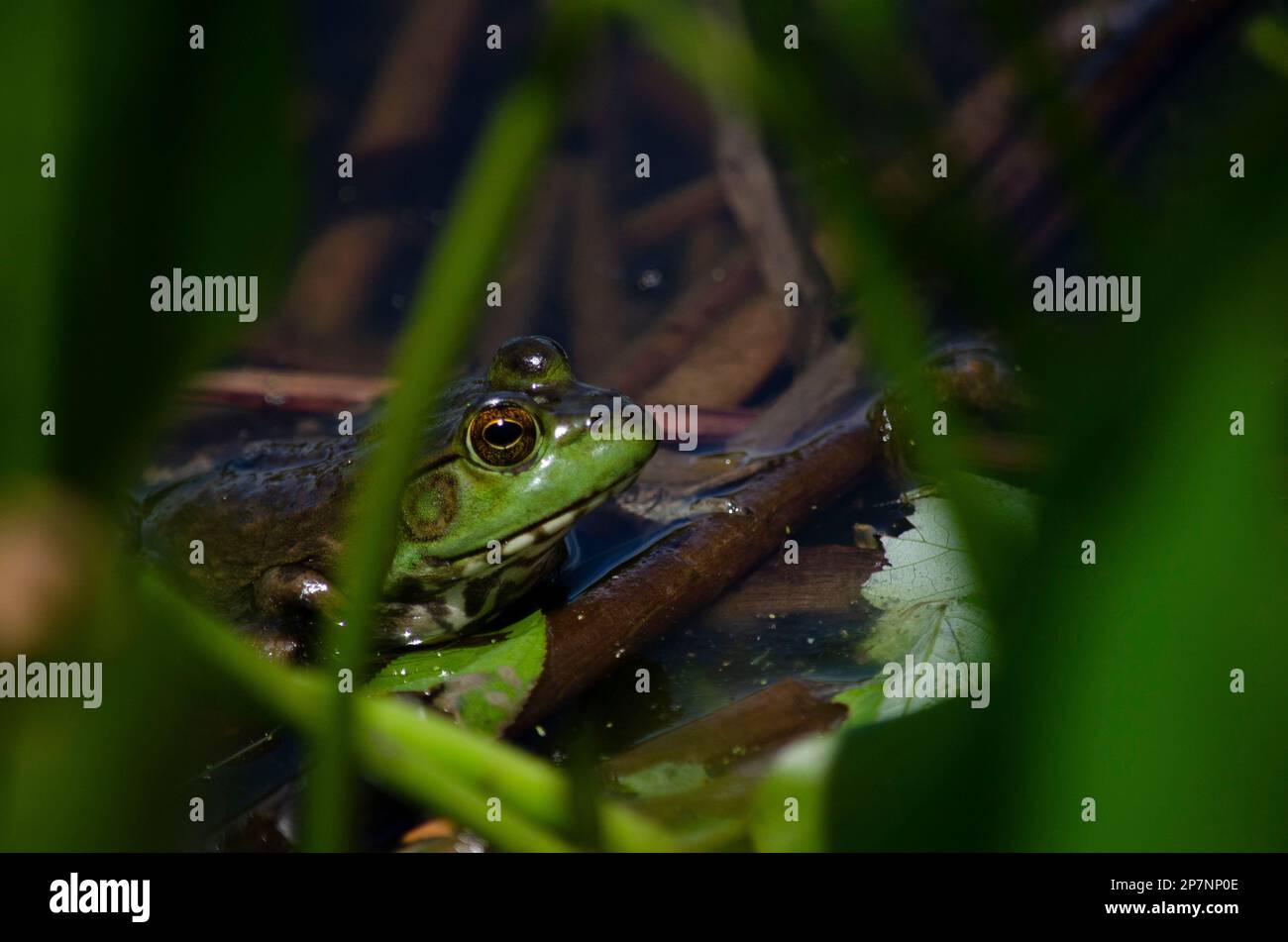 Plant hiding a frog hi-res stock photography and images - Alamy