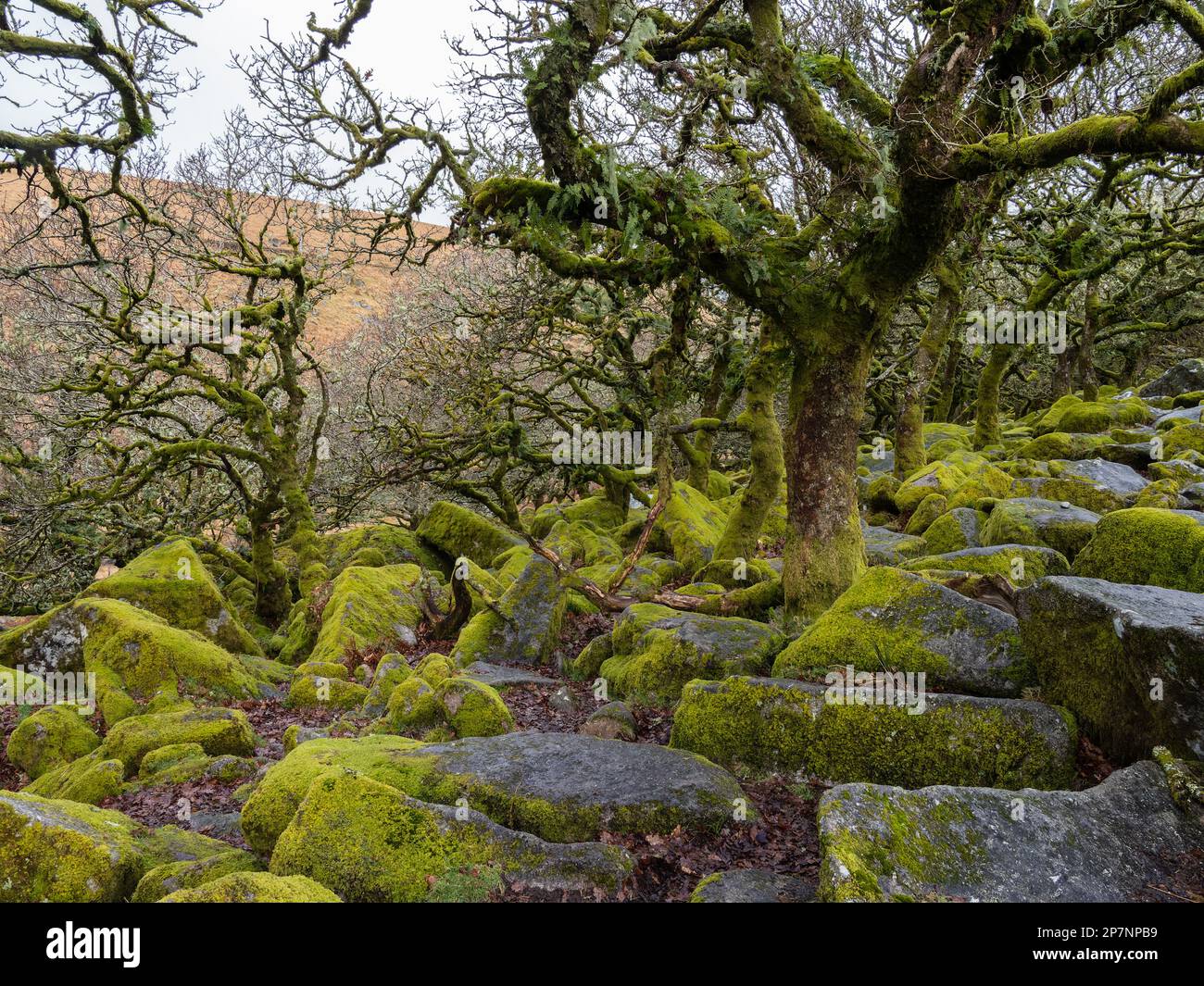 Wistman's Wood, which is a high altitude oak woodland in the Dartmoor ...