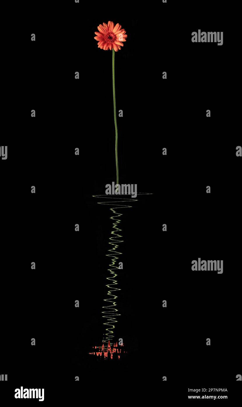 daisy reflection in colour Stock Photo - Alamy