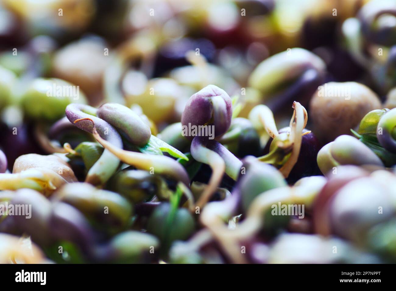Tasty beansprouts hi-res stock photography and images - Alamy