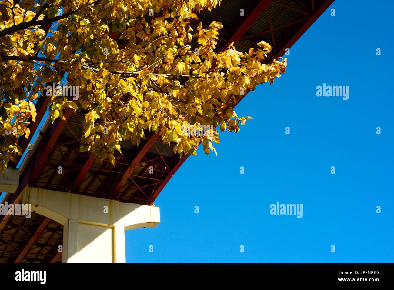 Bright autumn leaves under a freeway bridge span, with focus on the ...