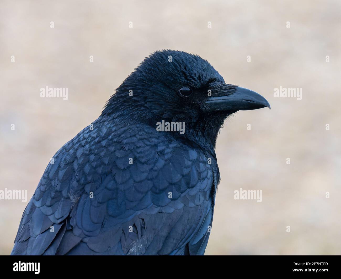 A head and shoulders shot of a carrion crow, Corvus corone Stock Photo ...