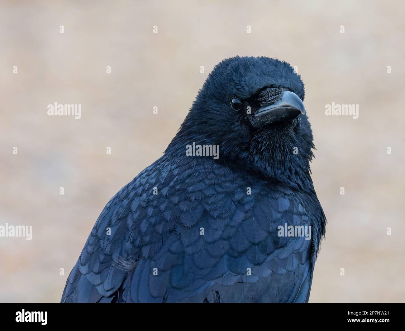 A head and shoulders shot of a carrion crow, Corvus corone Stock Photo ...