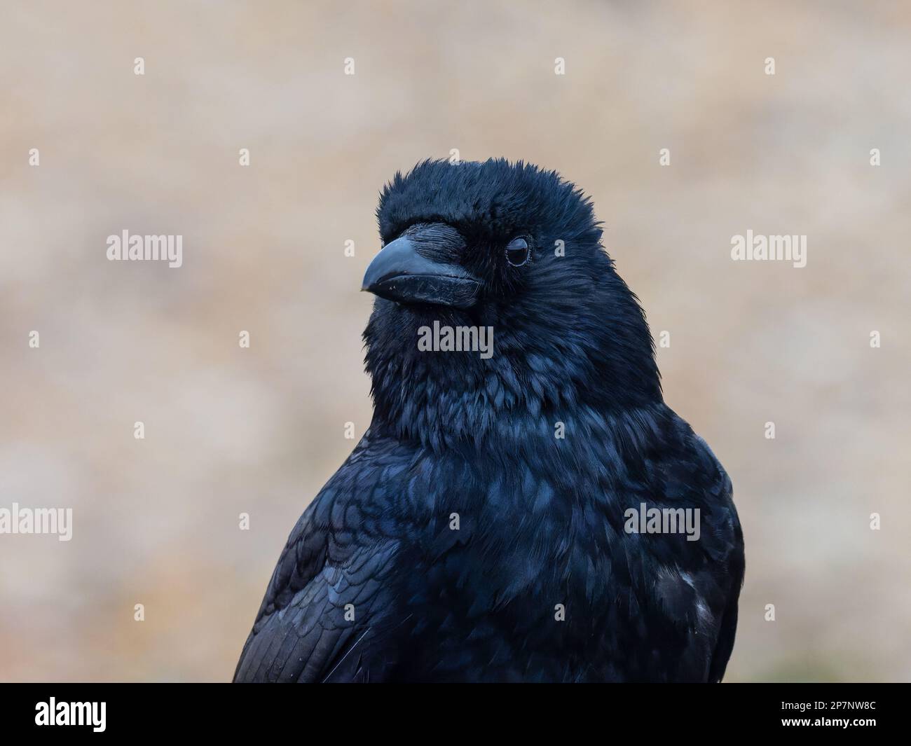 A head and shoulders shot of a carrion crow, Corvus corone Stock Photo ...