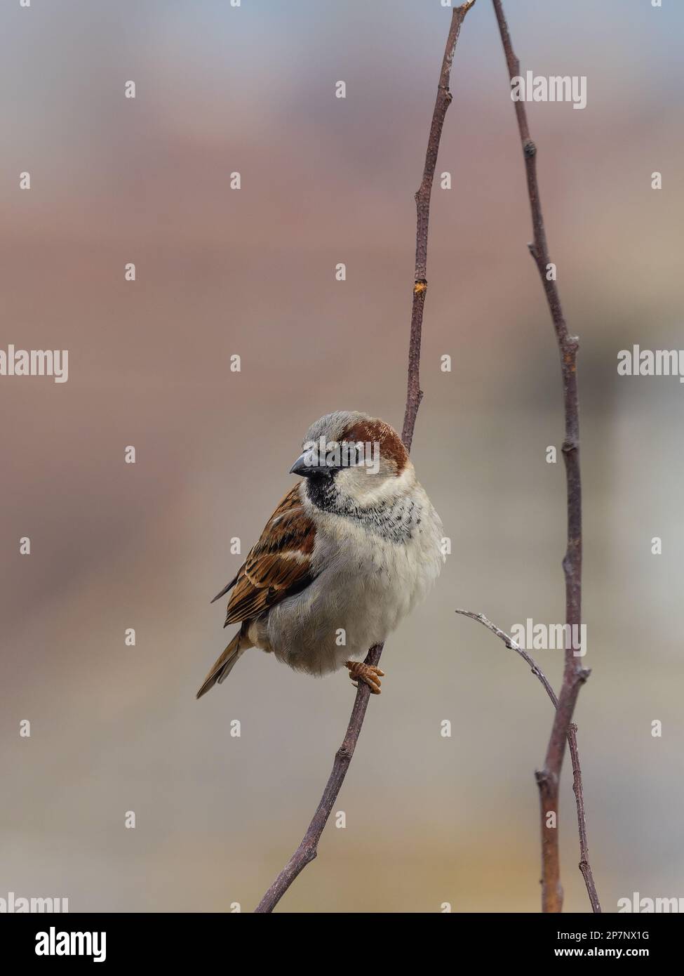 Common sparrow passeridae hi-res stock photography and images - Alamy
