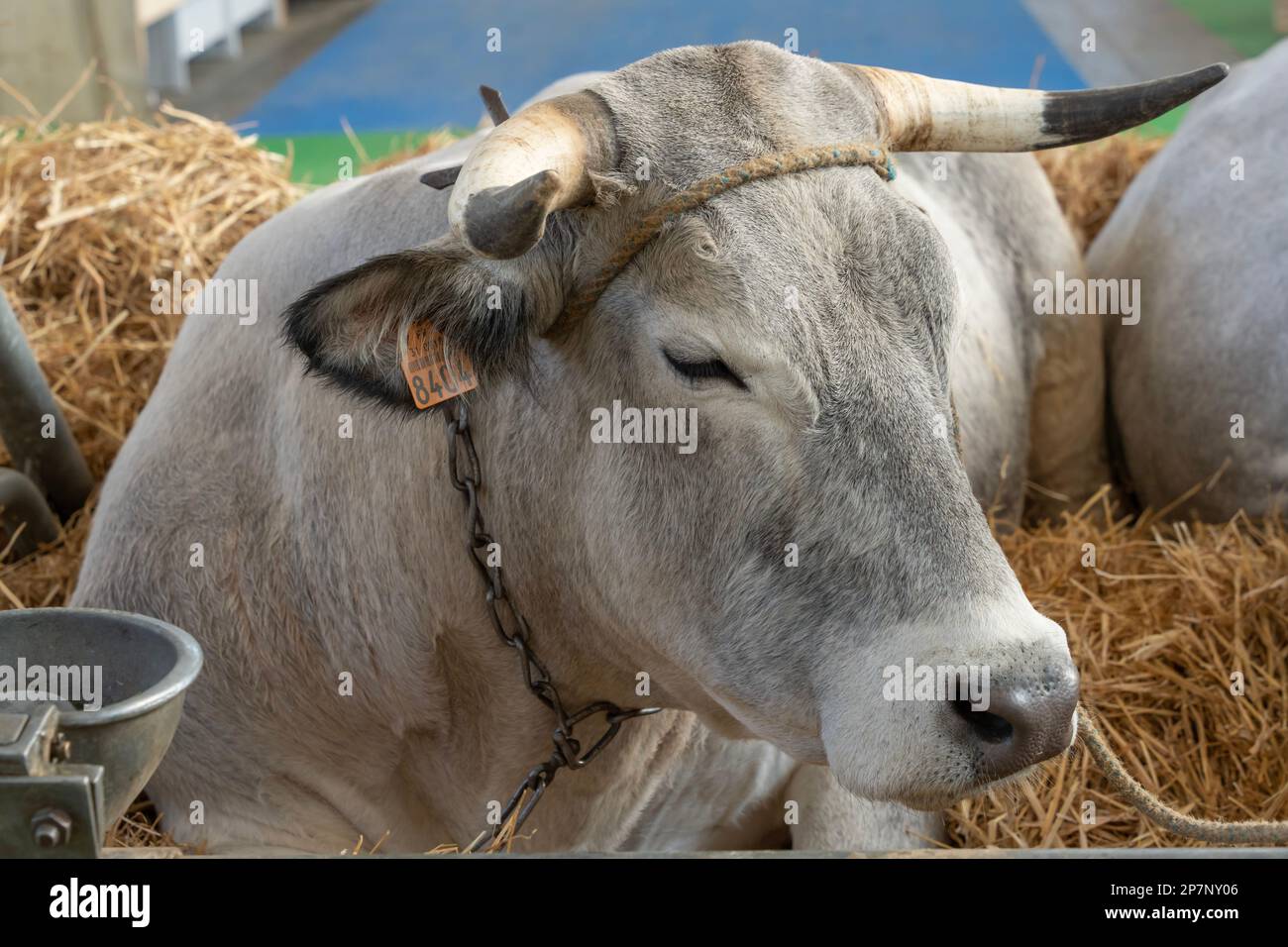 Gasconne des pyrenees hi-res stock photography and images - Alamy