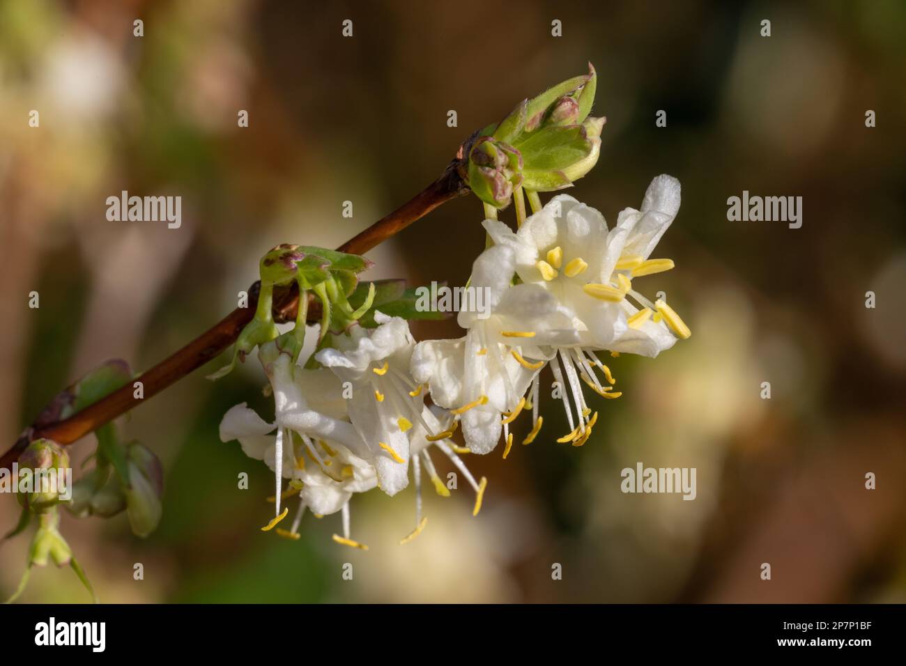 Lonicera x purpusii ‘winter beauty hi-res stock photography and images ...