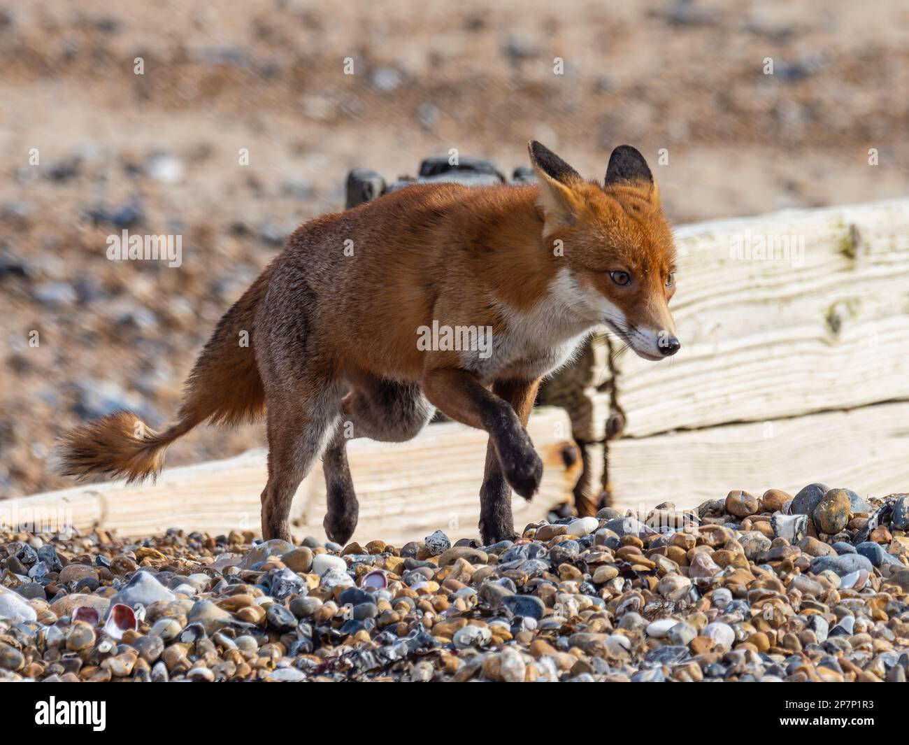 Fox beach hi-res stock photography and images - Alamy