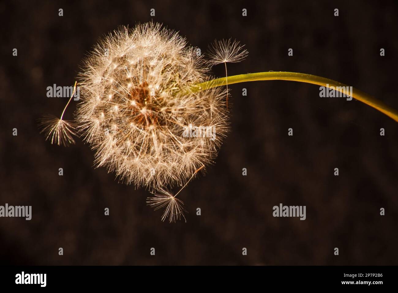 Dandelion seed ball 9921 Stock Photo - Alamy