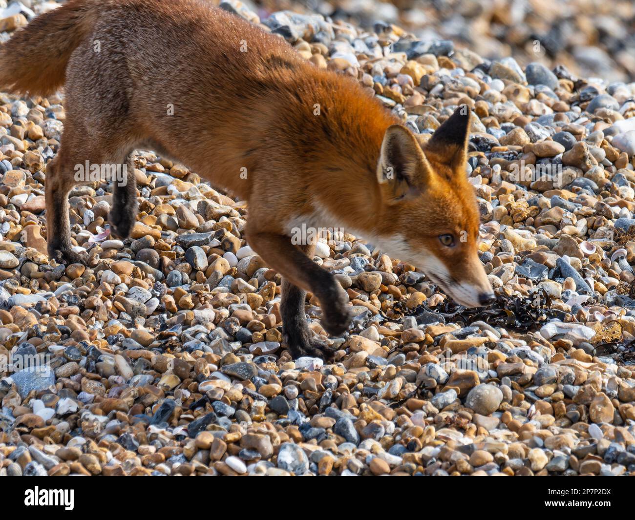 A red fox, Vulpes vulpes, walking along the beach at Worthing, adjacent ...