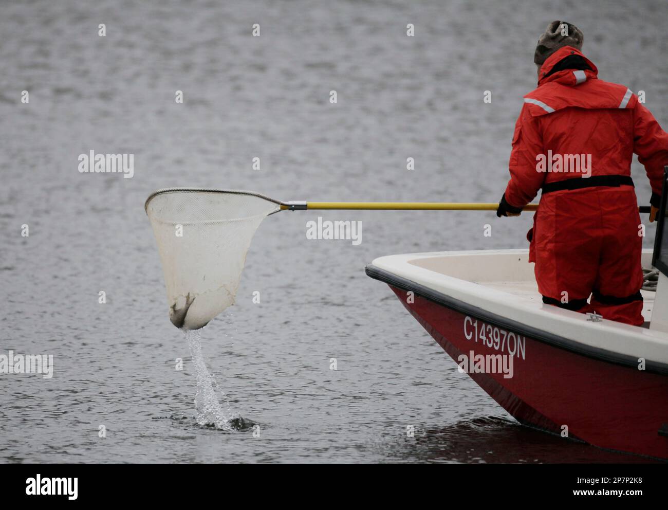 A crew member pulls a fish from the Chicago Sanitary and Ship Canal as ...