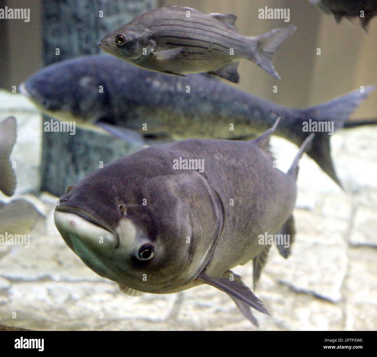 FILE - In this Thursday, Jan. 5, 2006 file photo, a bighead carp, front ...