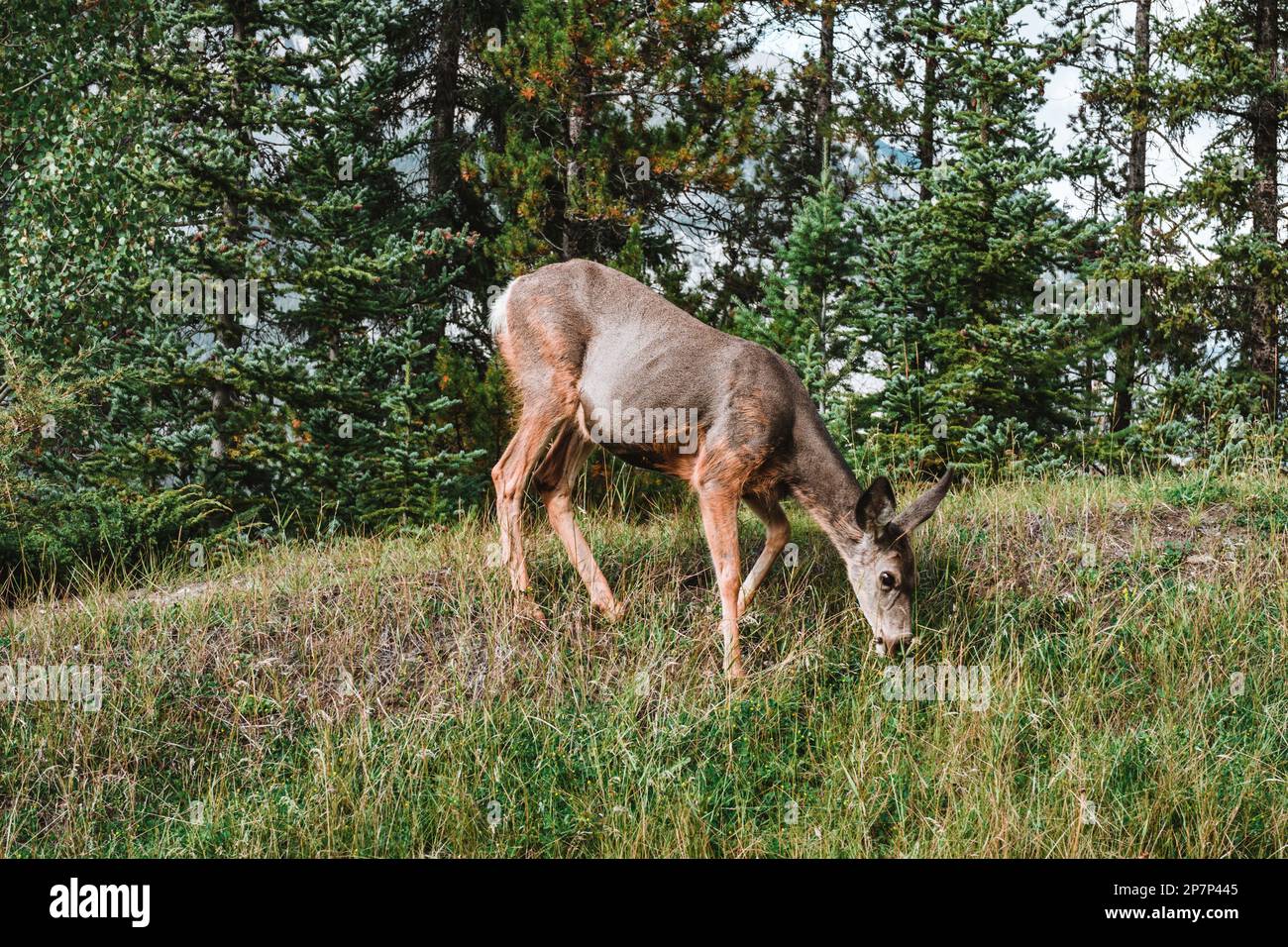 Canada deer landscape hi-res stock photography and images - Alamy