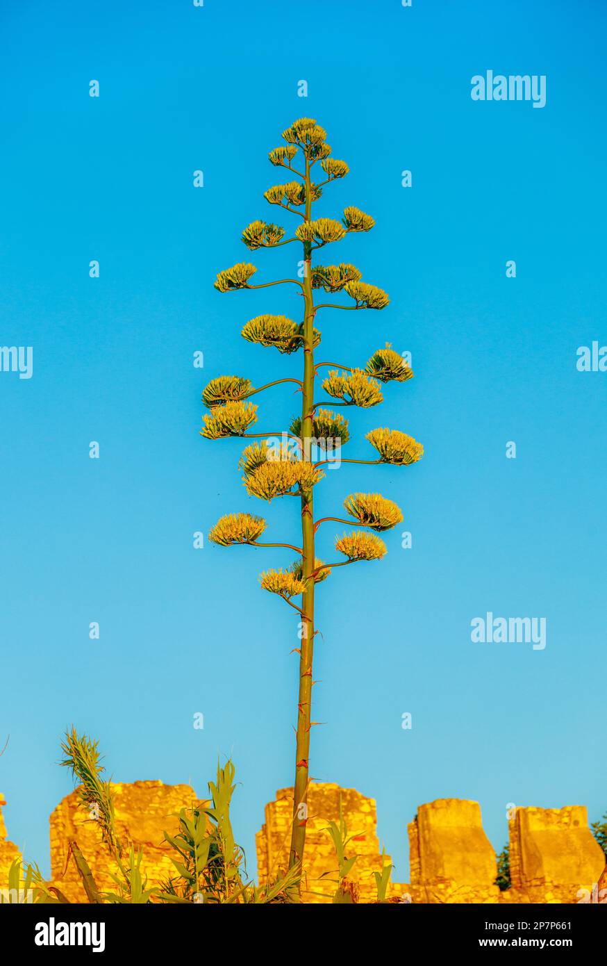 Mescal yellow flowers hi-res stock photography and images - Alamy