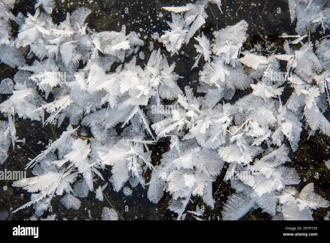 Unique & impressive frost that has formed on the first layer of ice to ...