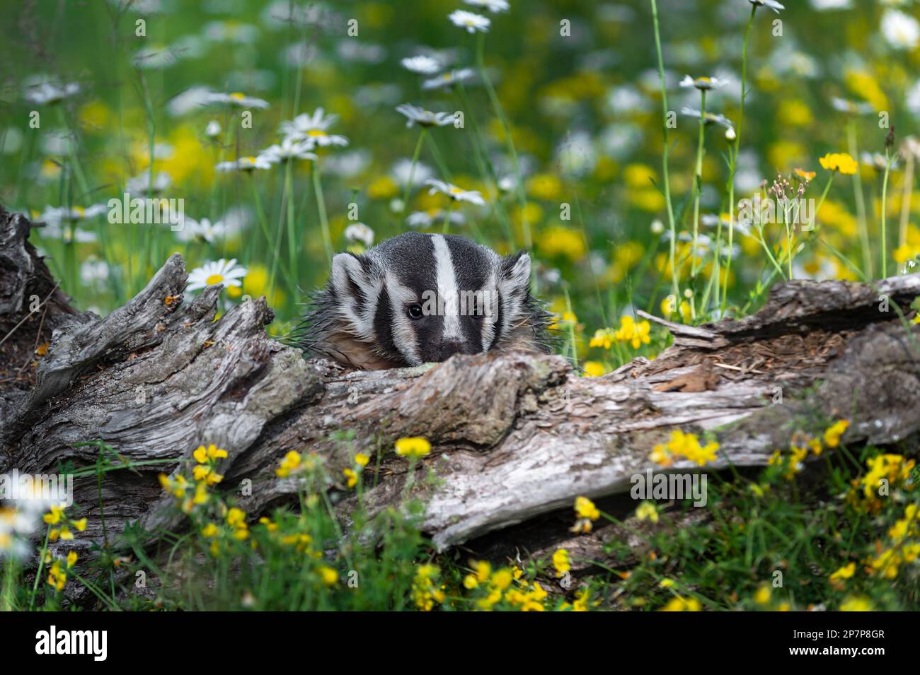 North American Badger (Taxidea taxus) Looks Over Top of Log in White ...