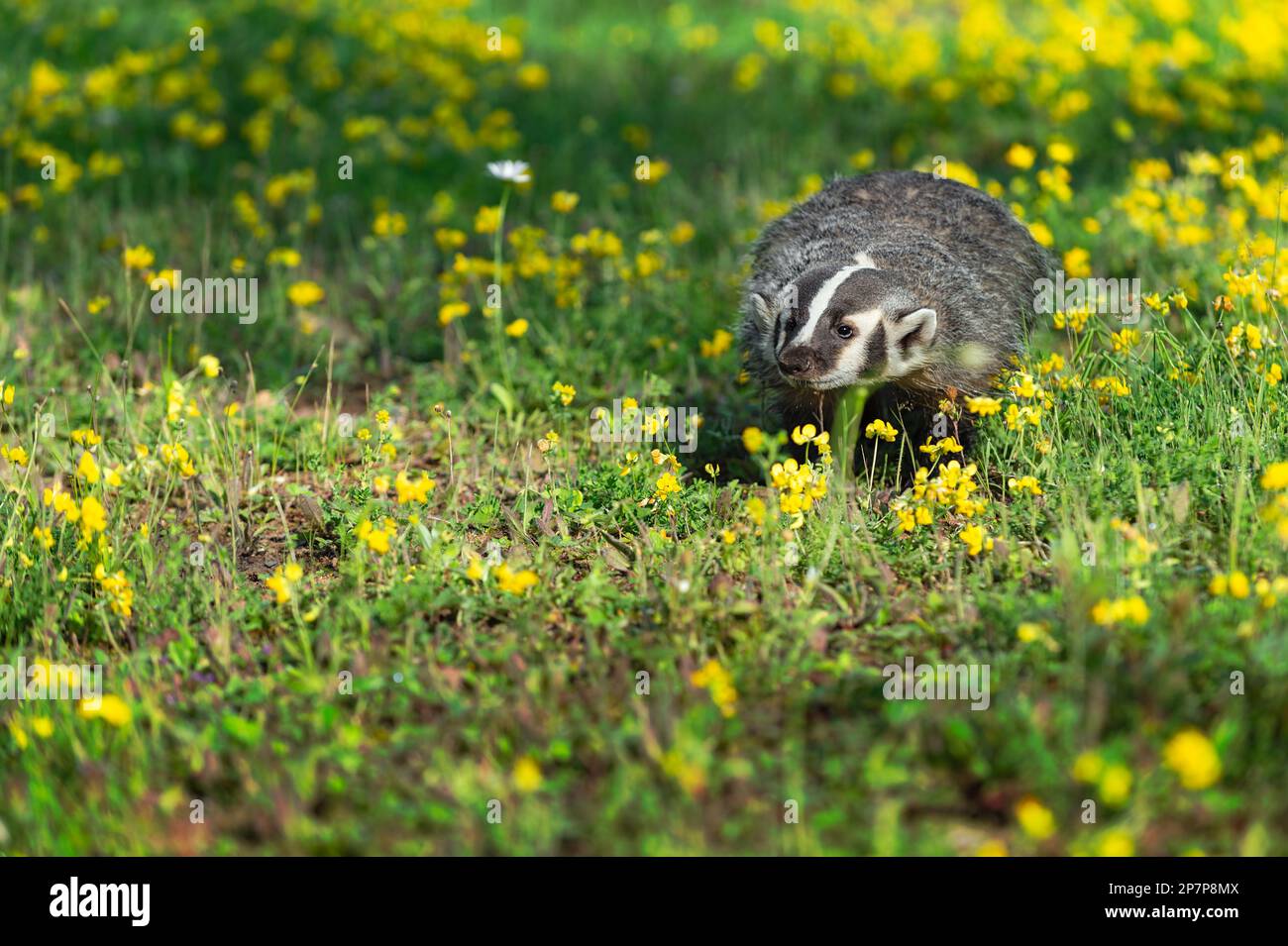 North American Badger (Taxidea taxus) Walks Through Field of Yellow ...