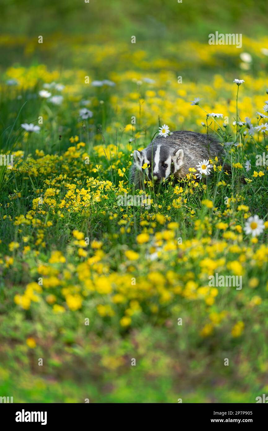 North American Badger (Taxidea taxus) Walks Forward Eye Behind Yellow ...