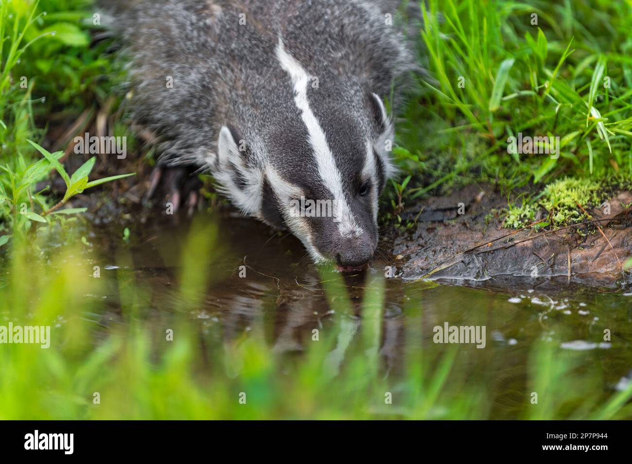 North American Badger (Taxidea taxus) Laps Water From Pool in Green ...