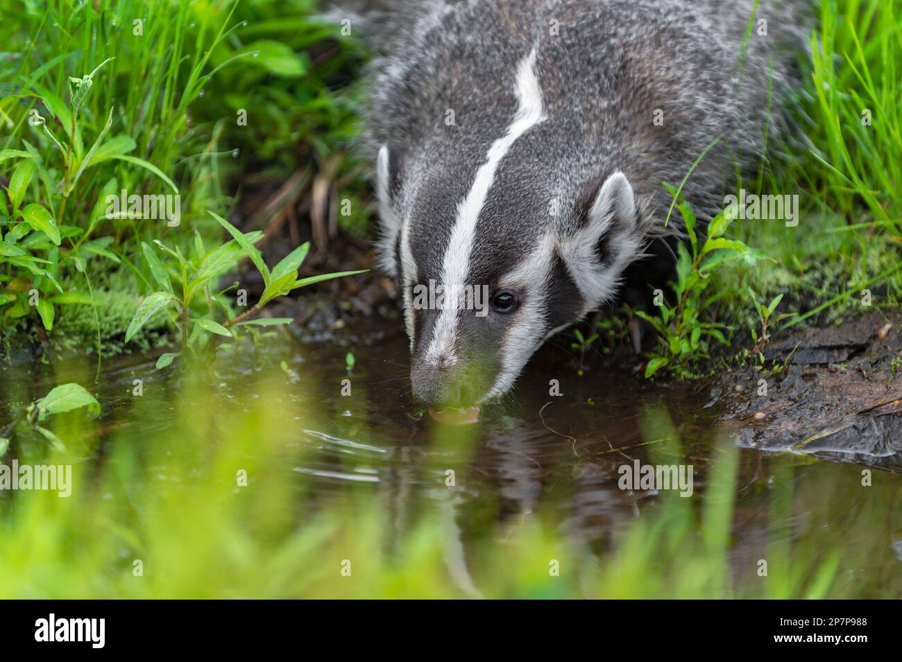 North American Badger (Taxidea taxus) Drinks Water From Pool in Green ...