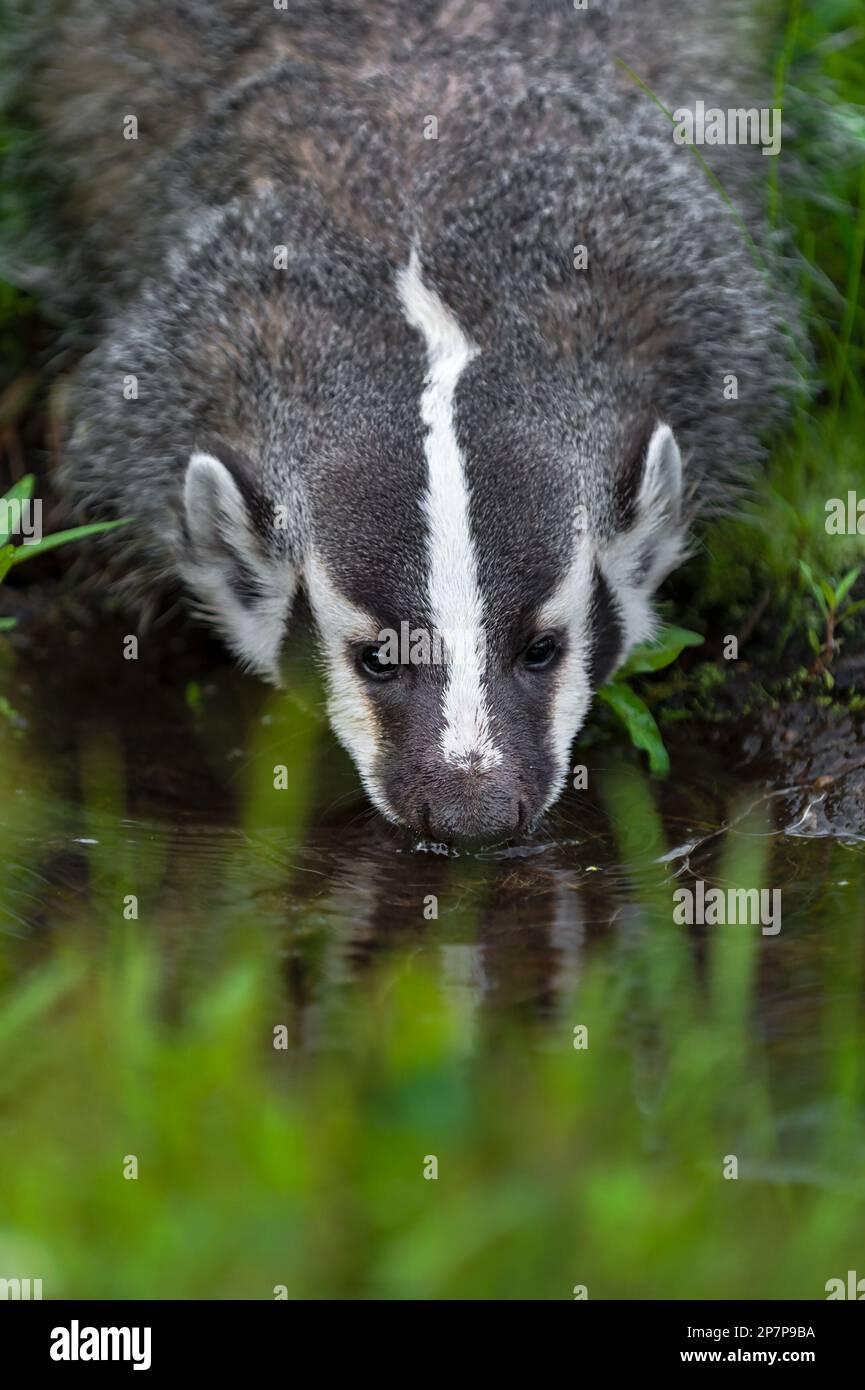 North American Badger (Taxidea taxus) Drinking From Pool Summer ...