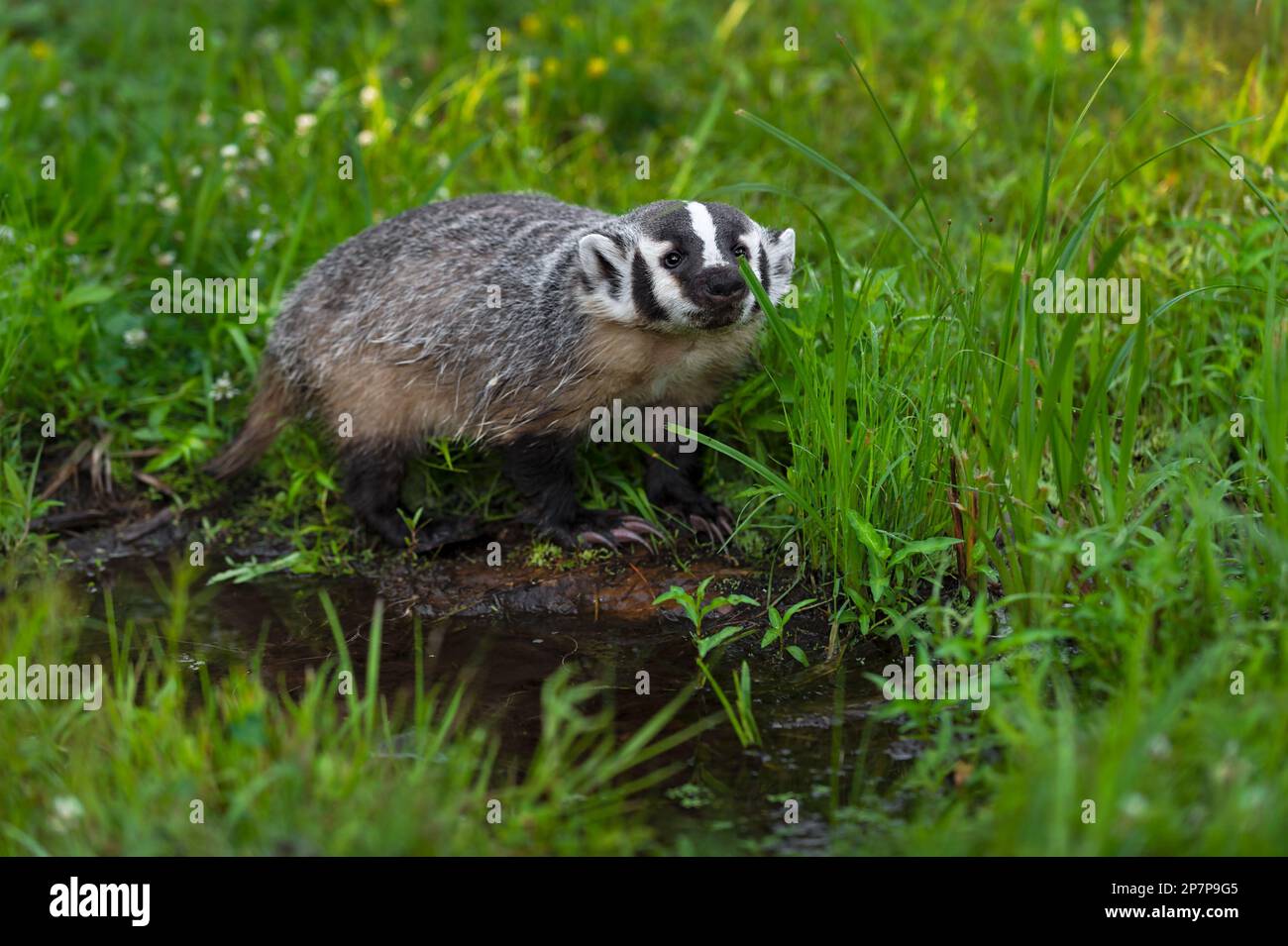 North American Badger (Taxidea taxus) Looks Up From Watering Hole ...