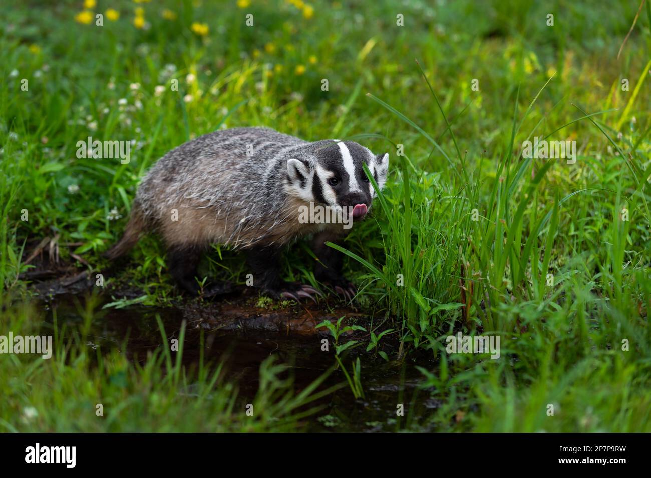 North American Badger (Taxidea taxus) Licks Nose and Looks Up From ...