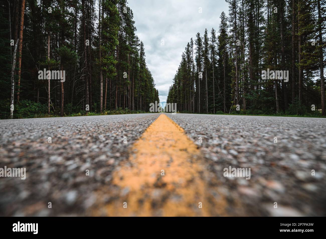 Empty road in Alberta, Canada - perfect road trip vacation during ...