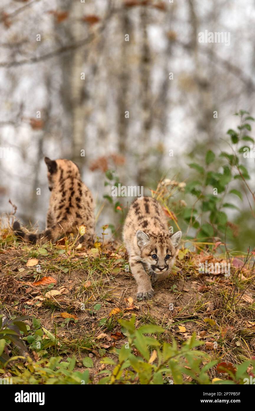 Cougar Kittens (Puma concolor) One Walking Down One Sitting Looking ...