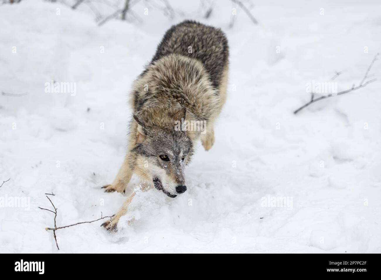 Wolf (Canis lupus) Makes Quick Turn While Running Winter - captive ...