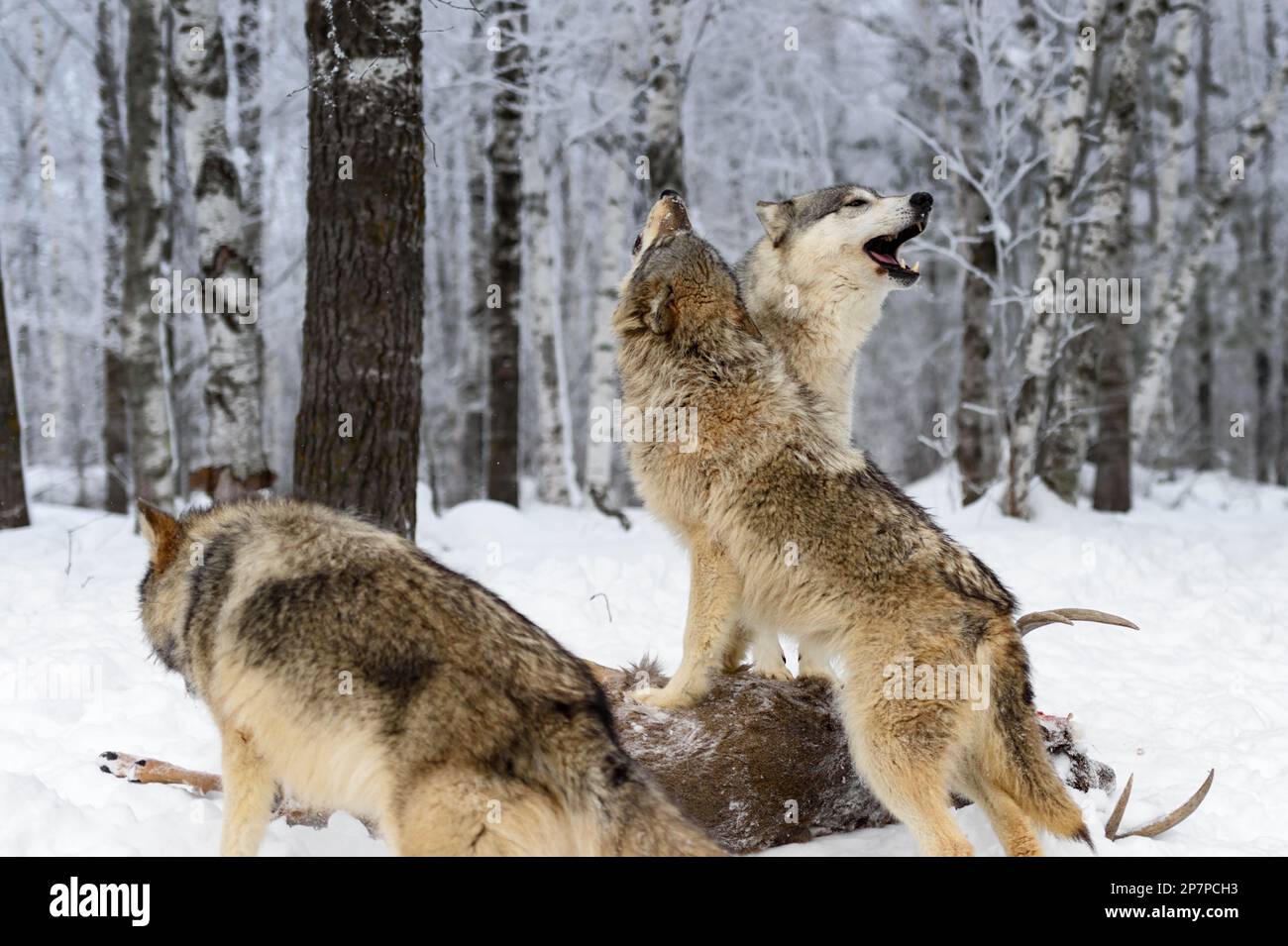 Wolves (Canis lupus) Stand Together on Deer Body Howling Winter ...