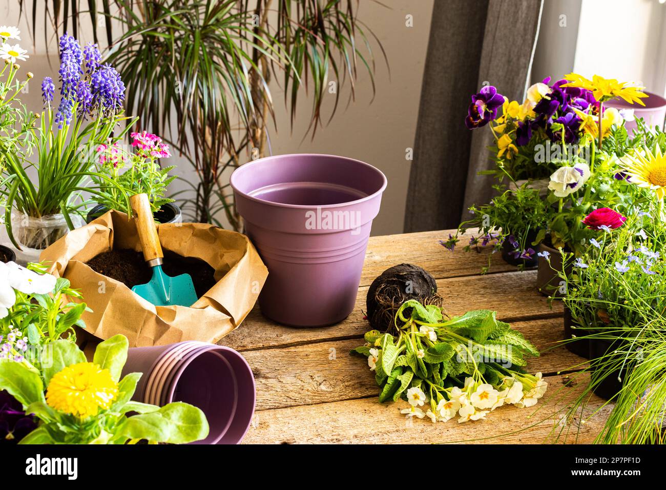Spring decoration of a home balcony or terrace with flowers ...