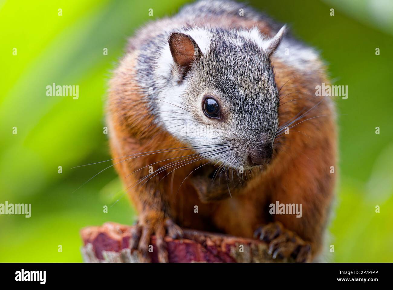 Variegated squirrel in Costa RIca Stock Photo - Alamy