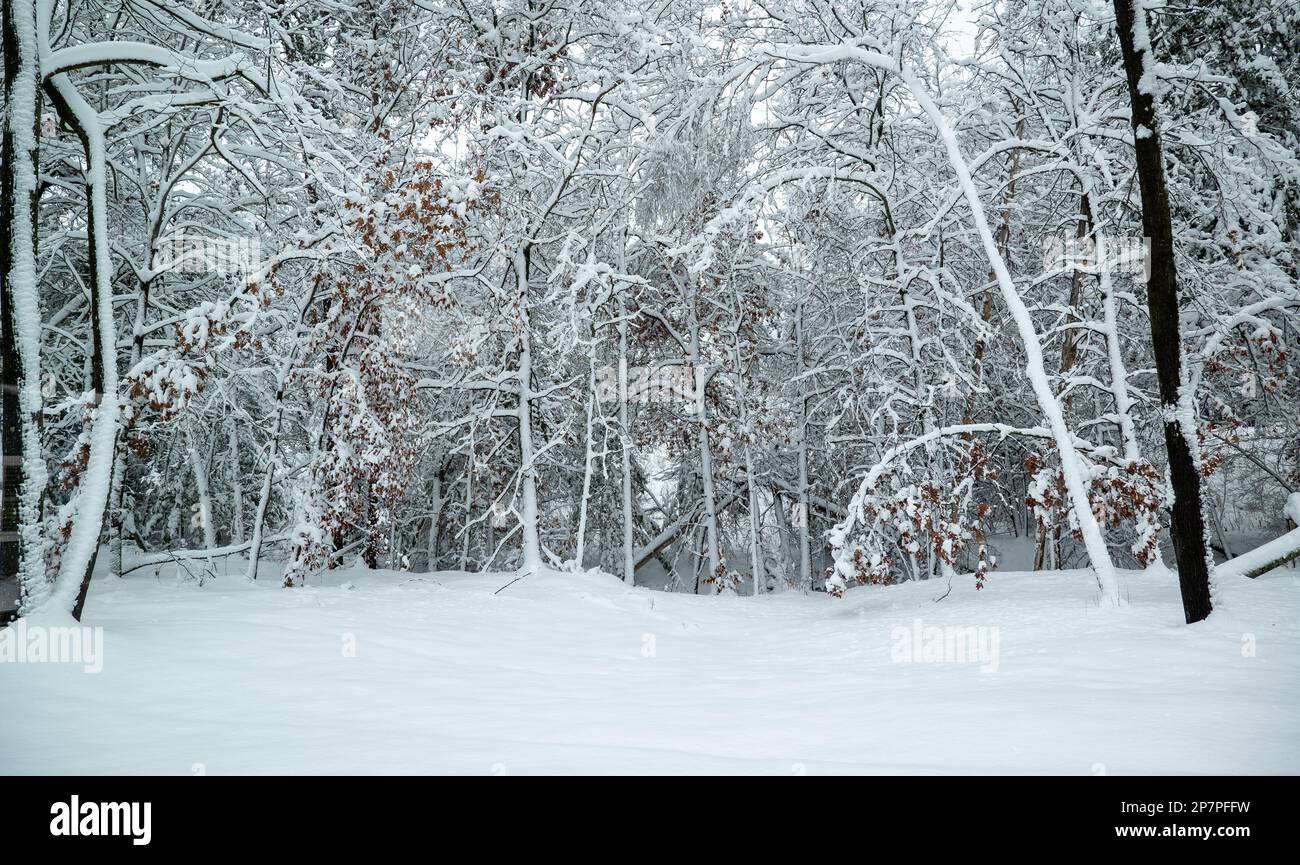 Snowy winter scene in a forest in Minnesota with snow covered trees and ...