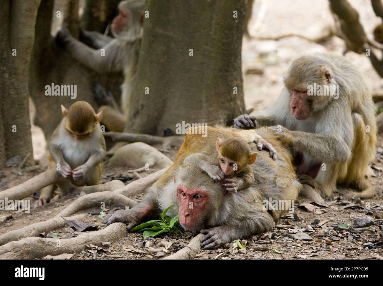 FILE - In this July 29, 2008 file photo, rhesus macaque monkeys groom ...