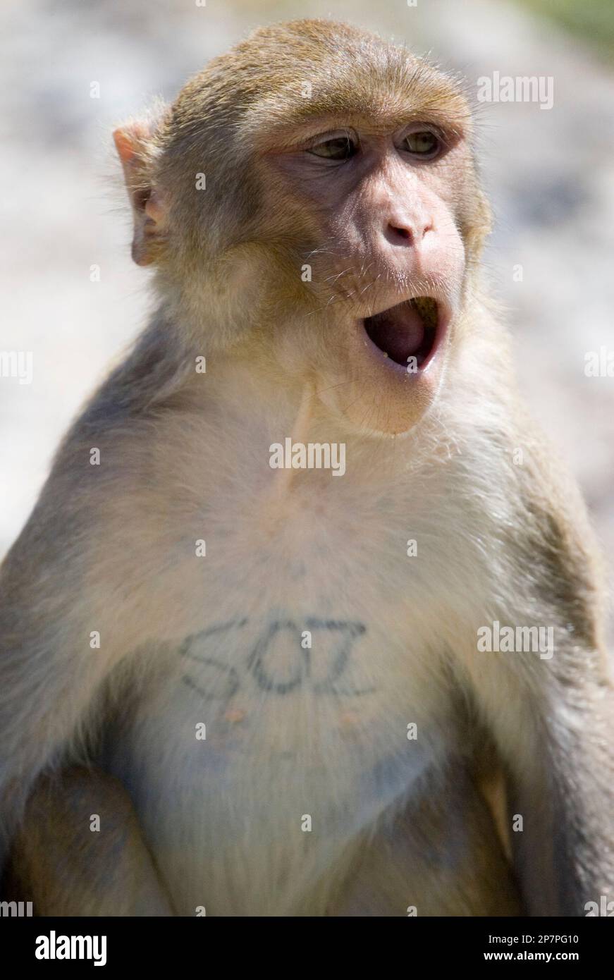 FILE - In this July 29, 2008 file photo, a rhesus macaque monkey ...