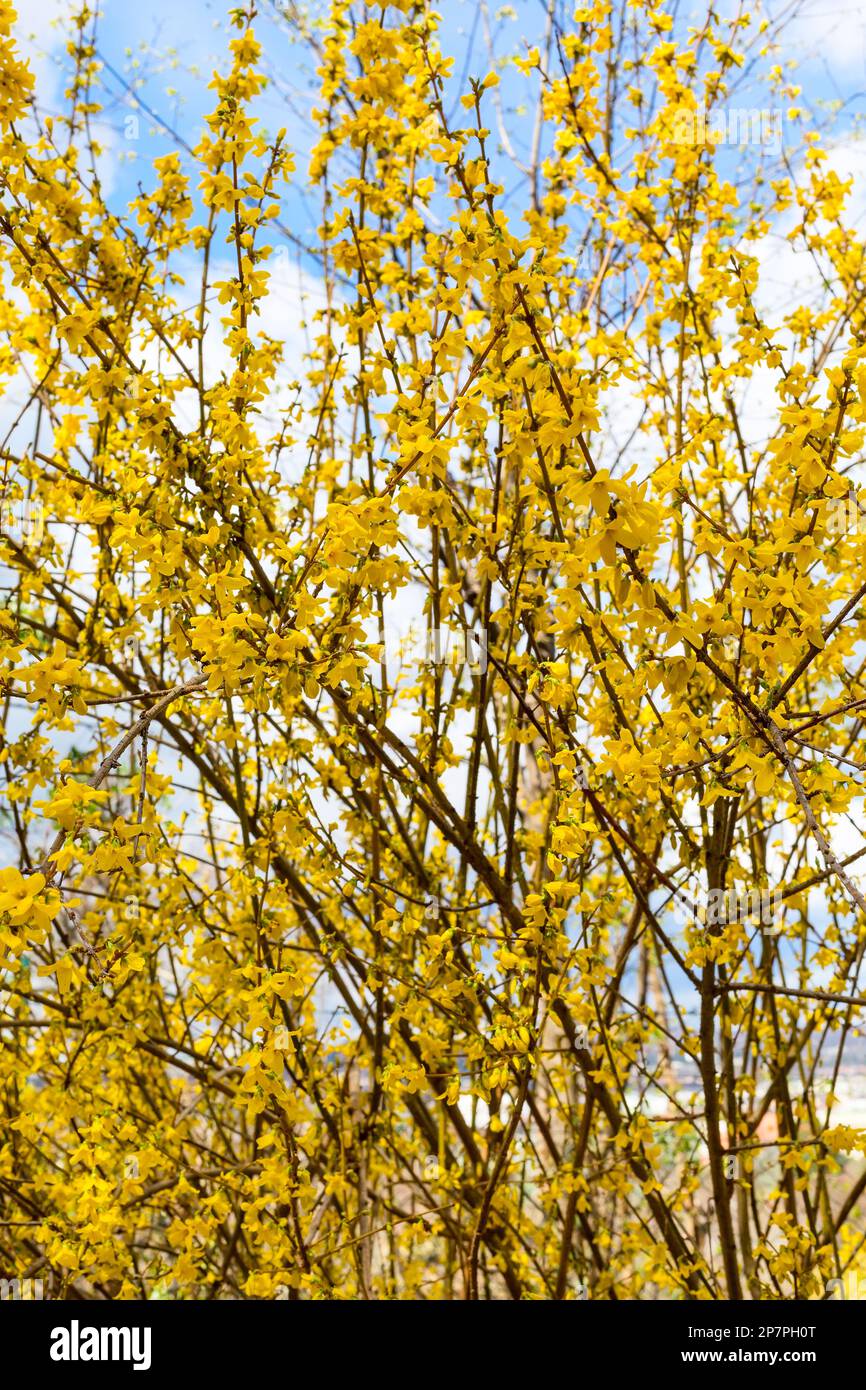 Spring yellow Forsythia europaea blossom in a sun rays on the blue sky ...