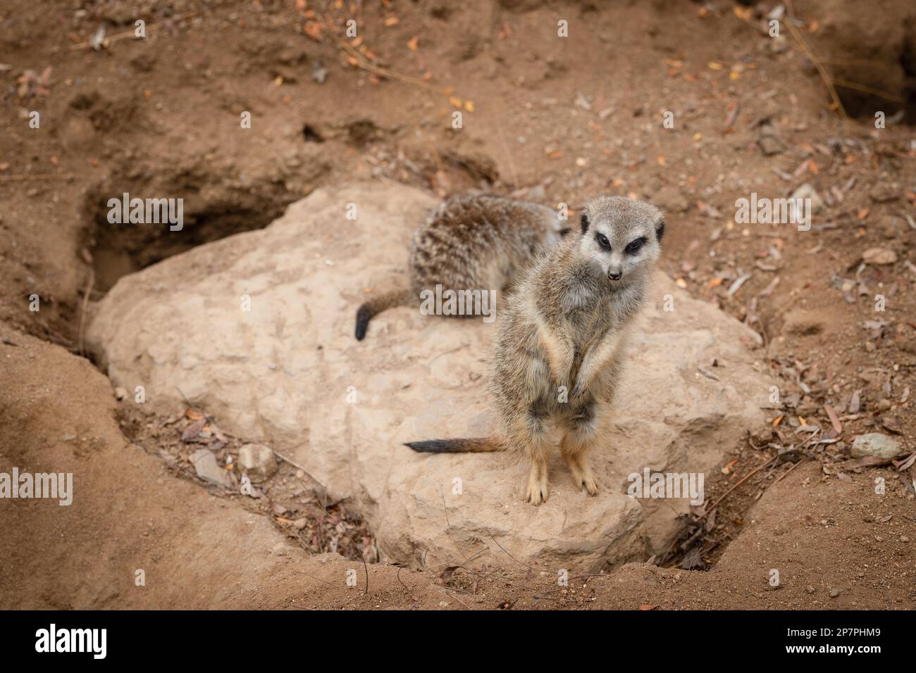 Zoo guards hi-res stock photography and images - Alamy
