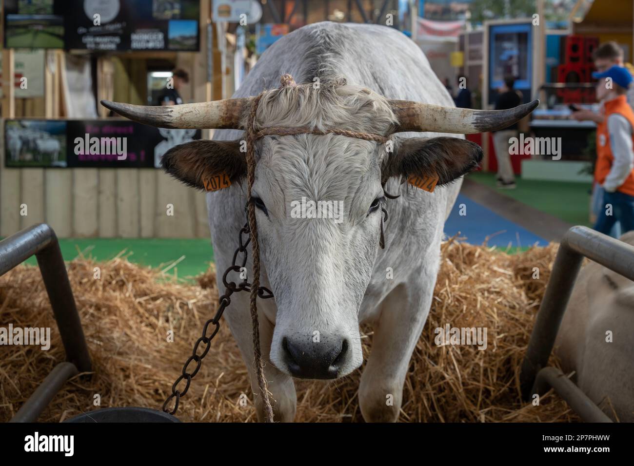 Paris, France - 03 01 2023: International Agricultural Show. A Gasconne ...