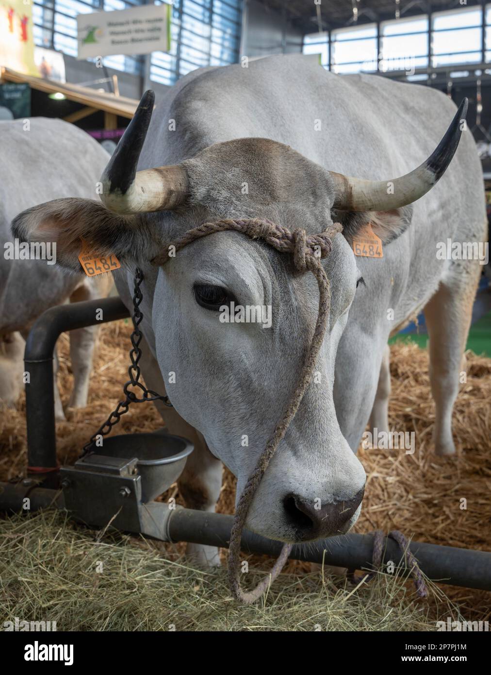 Gasconne des pyrenees hi-res stock photography and images - Alamy